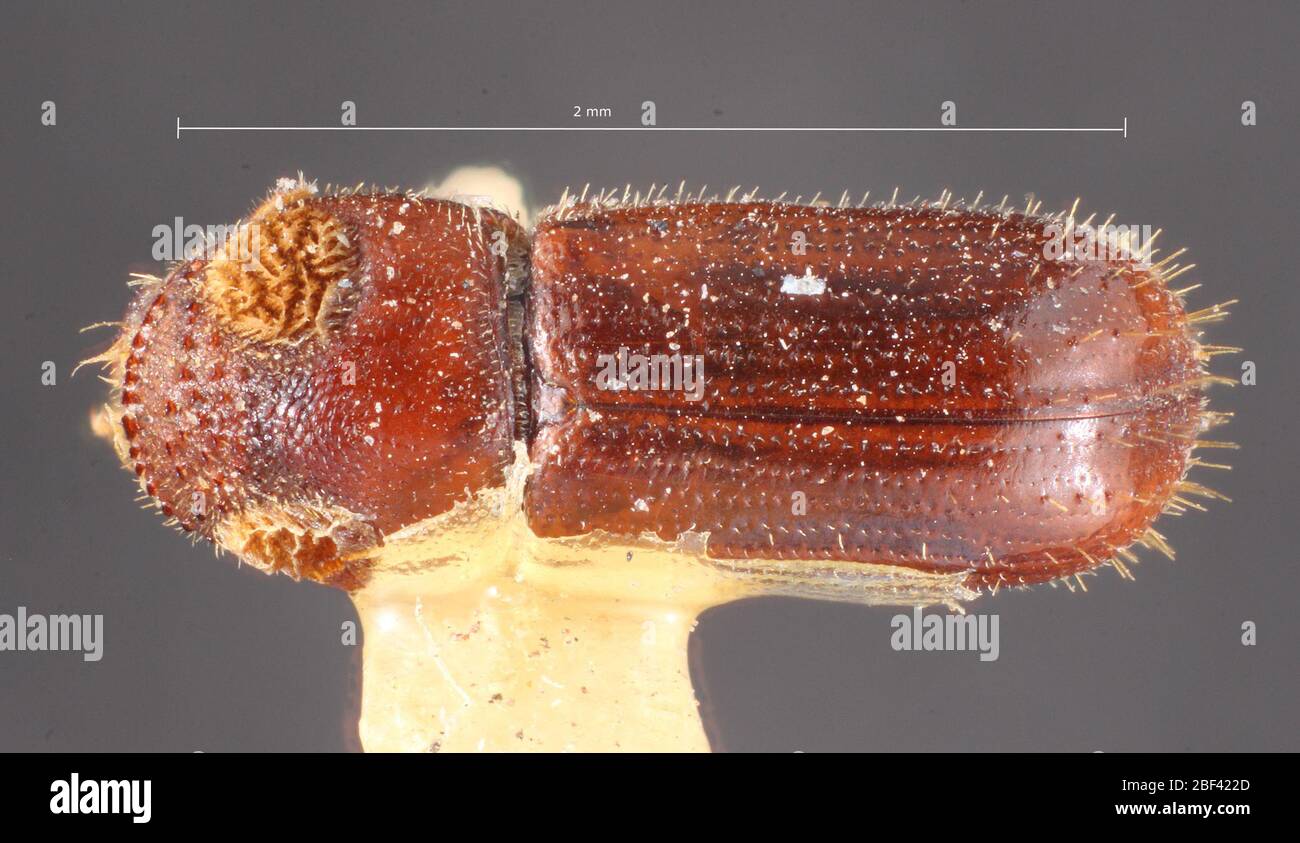 Secundus hi-res stock photography and images - Alamy