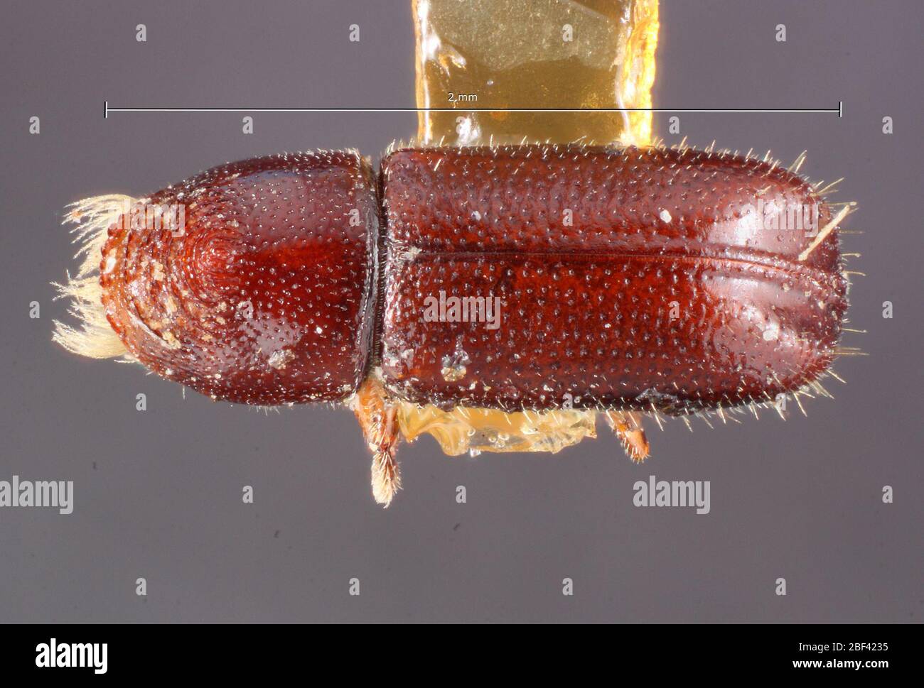 Blandus hi-res stock photography and images - Alamy