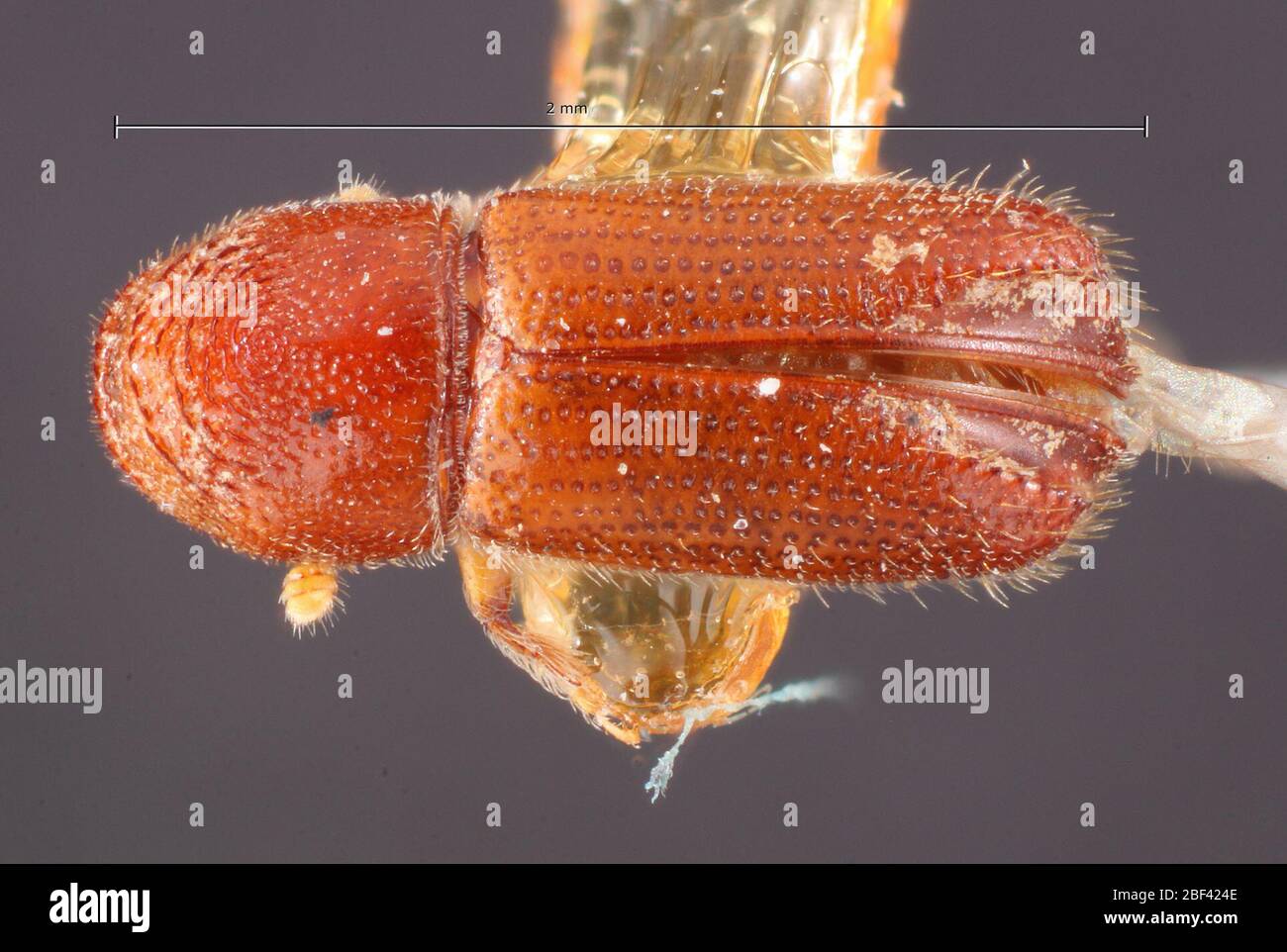 Bassetti hi-res stock photography and images - Alamy