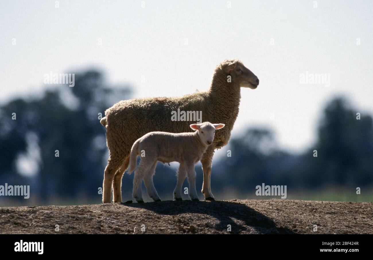 Ewe lamb sheep rural agriculture hi-res stock photography and images ...