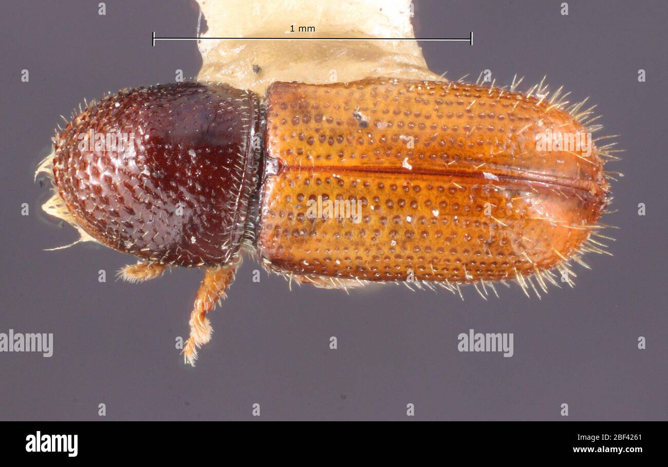 Pityophthorus ciliatus. Label: Pinus patuia / 688-106 Nov 20171 Stock ...