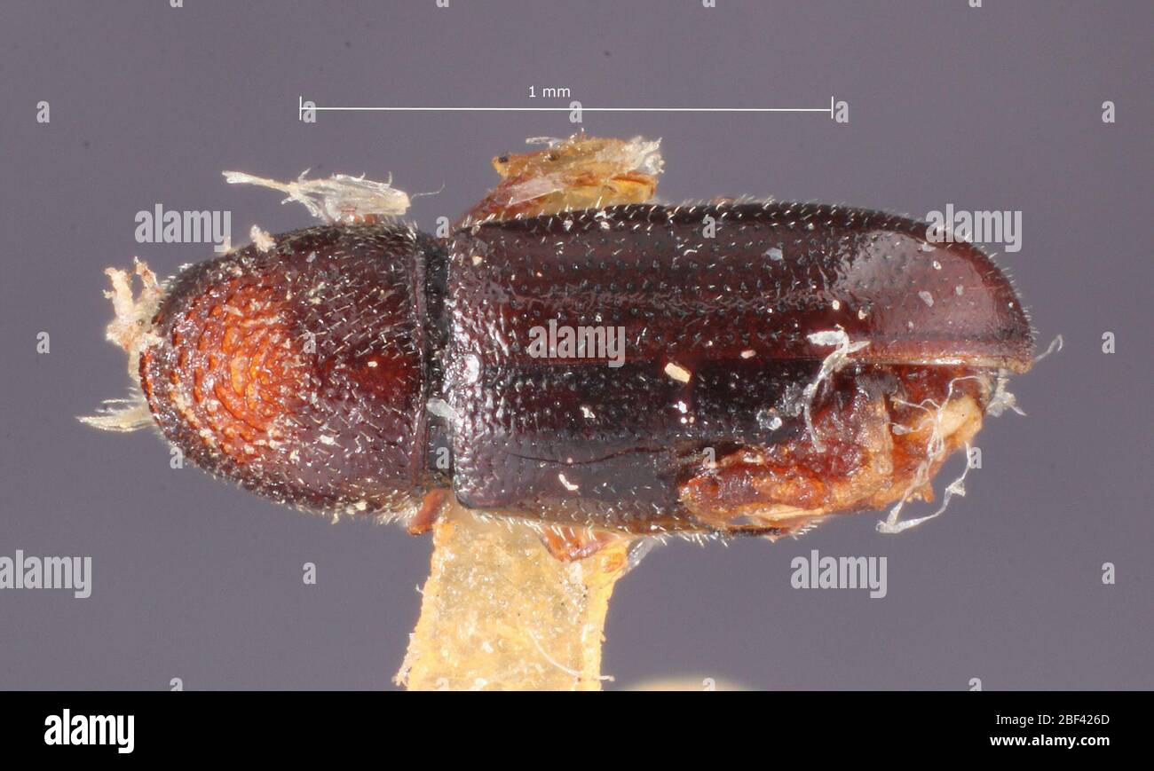 Demissus hi-res stock photography and images - Alamy