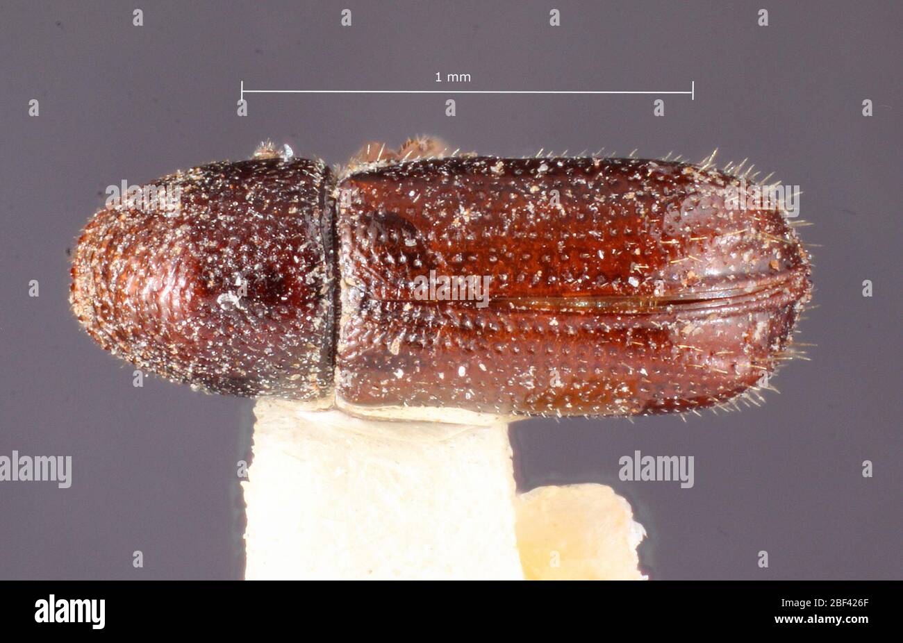 Pityophthorus deleoni. Label: Pinus attnuata (sic) / 33689 hopk. u.s.6 ...