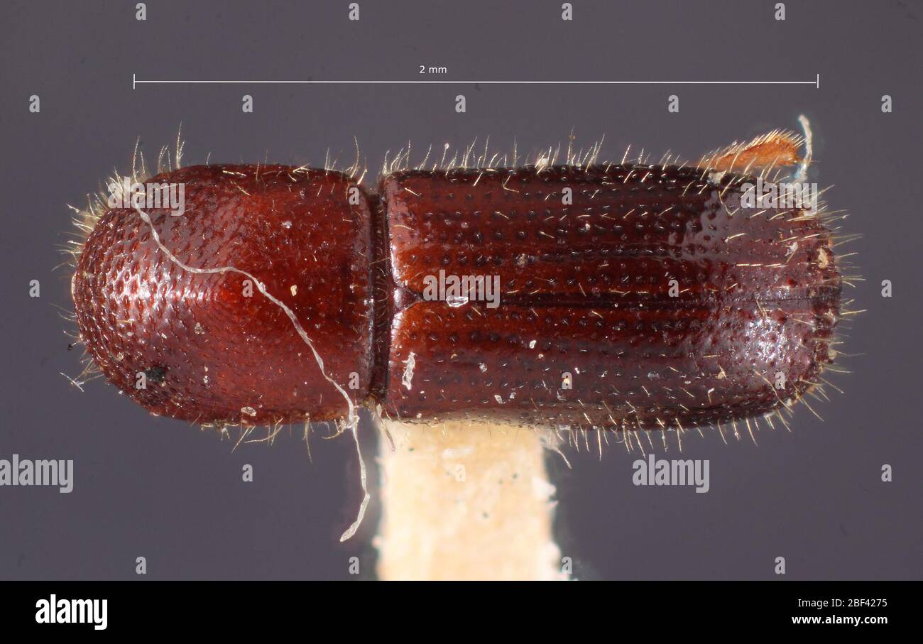 Fitchi hi-res stock photography and images - Alamy