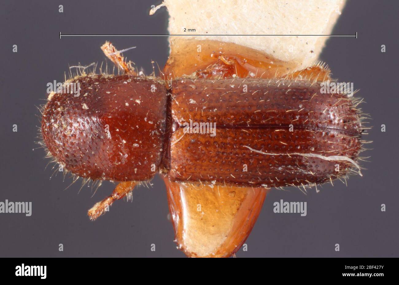 Xyleborus hi-res stock photography and images - Alamy