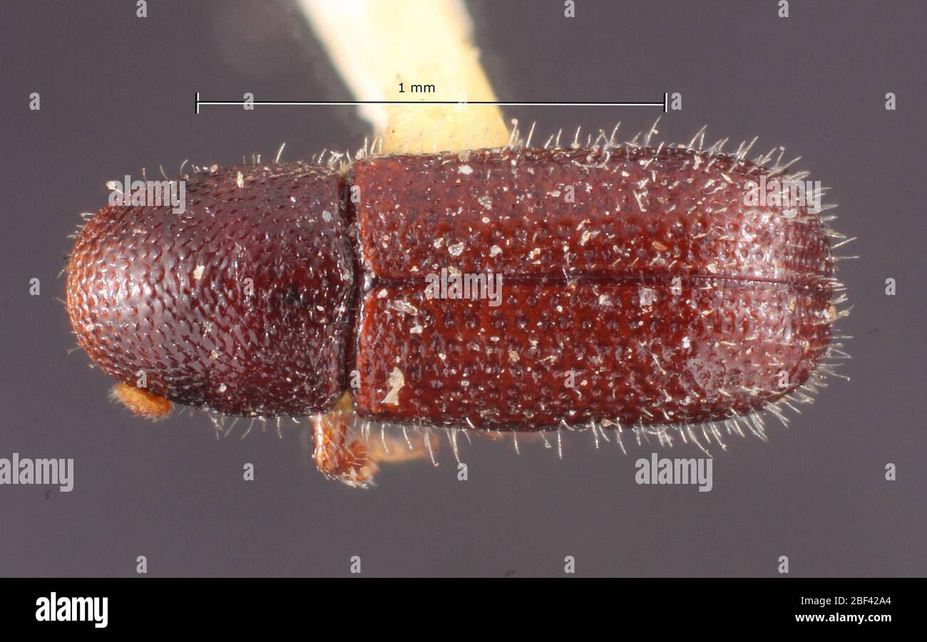 Xylocleptes hi-res stock photography and images - Alamy