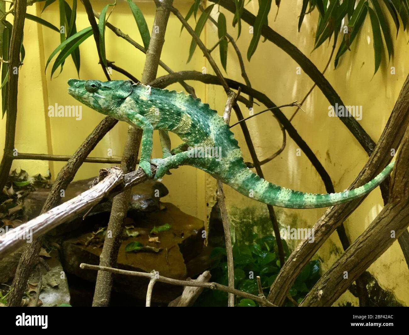 Squamata Species