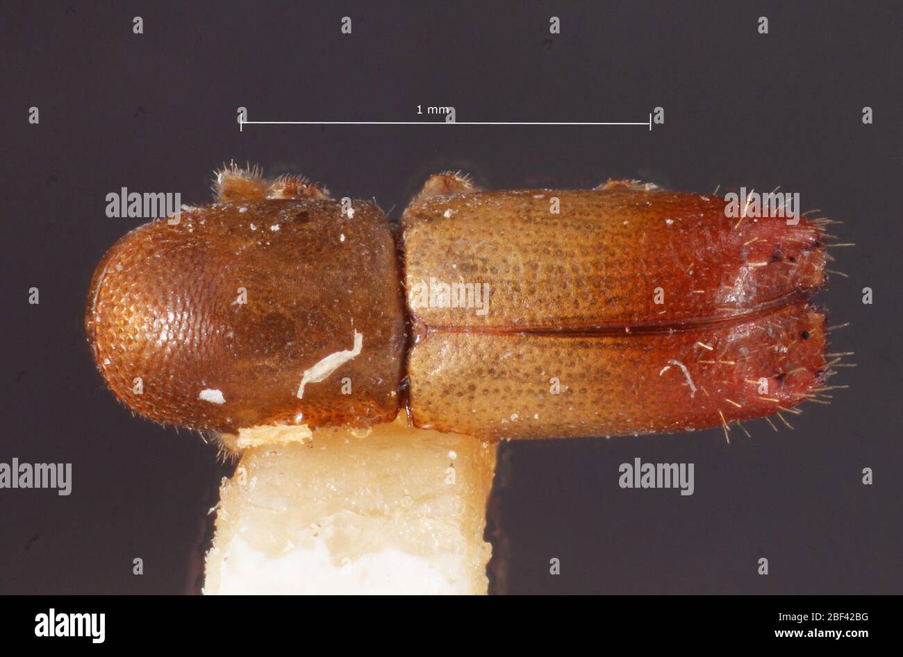 Monarthrum hi-res stock photography and images - Alamy