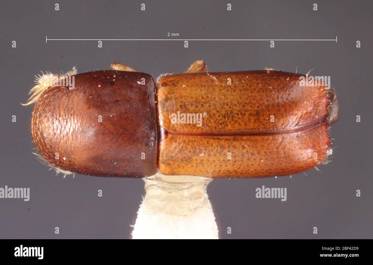 Monarthrum canalis. 6 Nov 20171 Stock Photo - Alamy