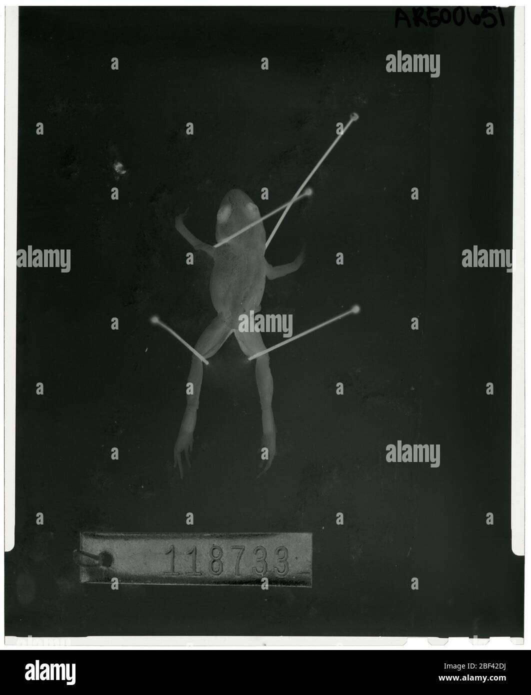 Walkeri hi-res stock photography and images - Alamy