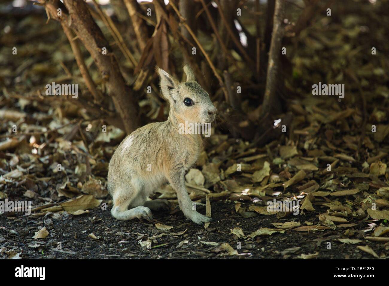 Patagonian Mara. Species: patagonum,Genus: Dolichotis,Family: Cavidae ...