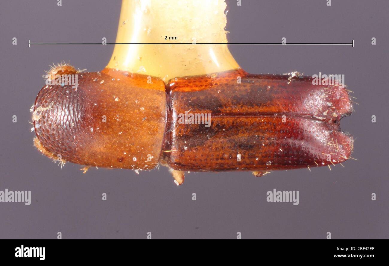 Monarthrum hi-res stock photography and images - Alamy