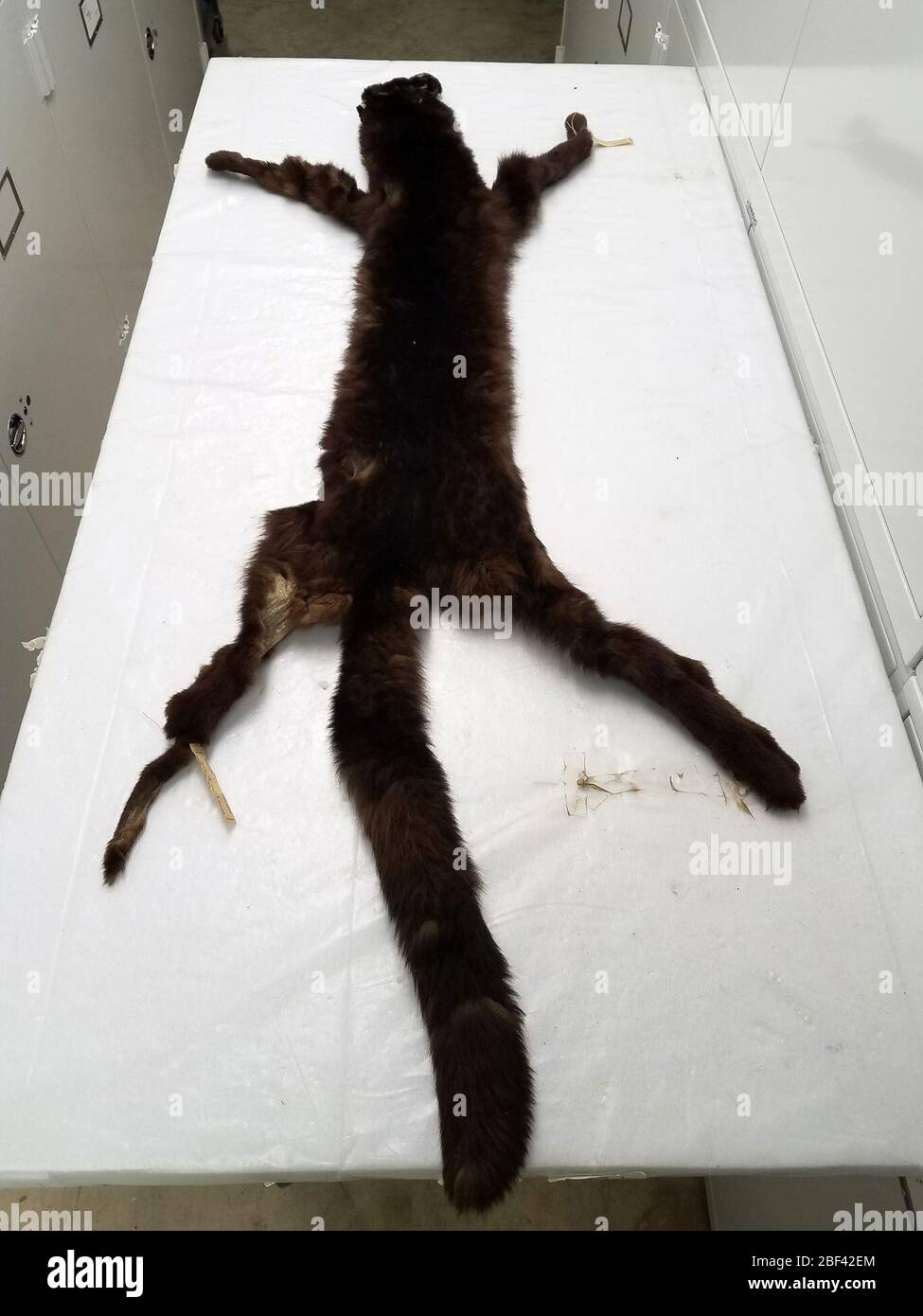 Catopuma temminckii. 10 Aug 20171 Stock Photo - Alamy