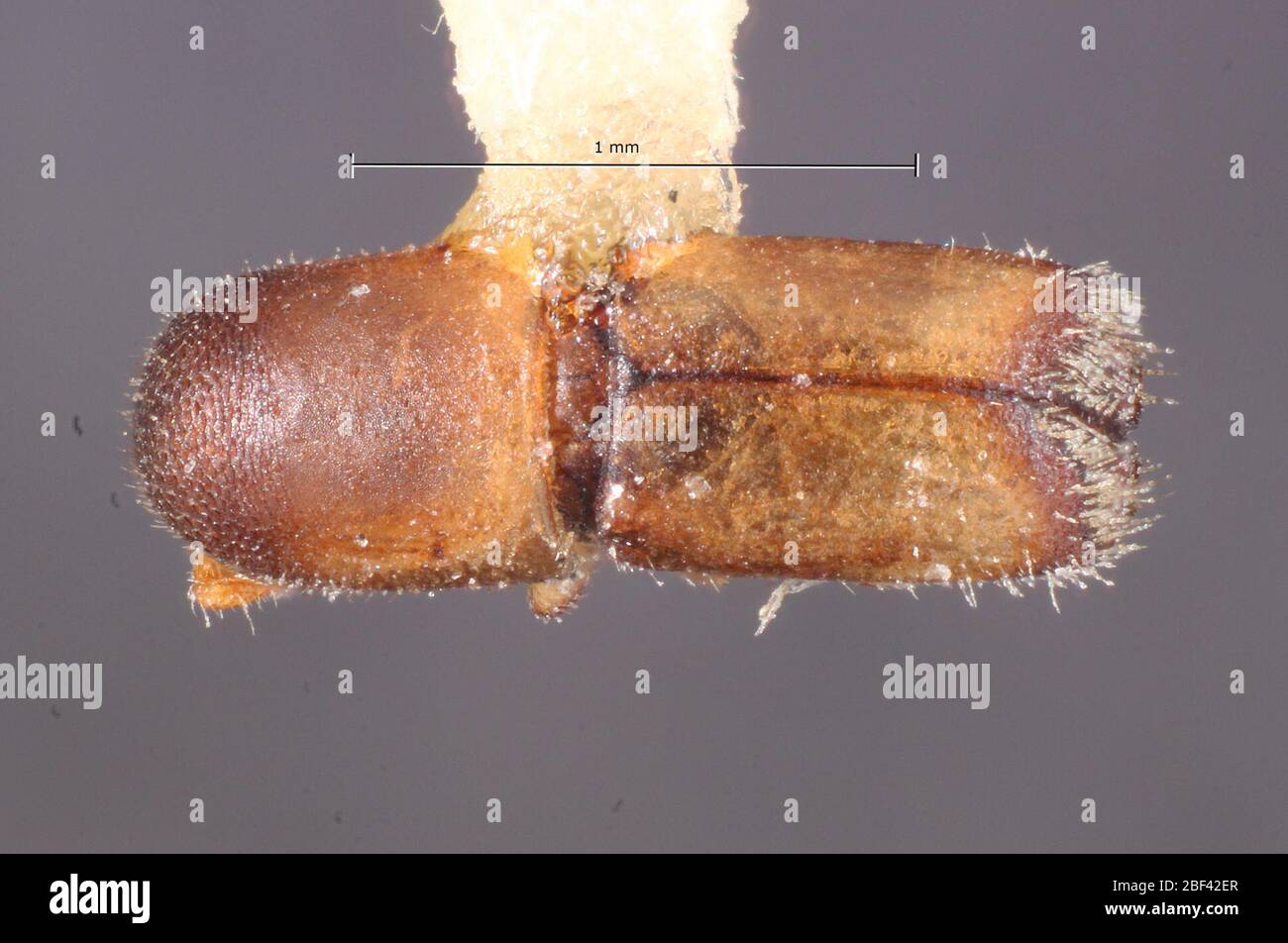 Monarthrum hi-res stock photography and images - Alamy