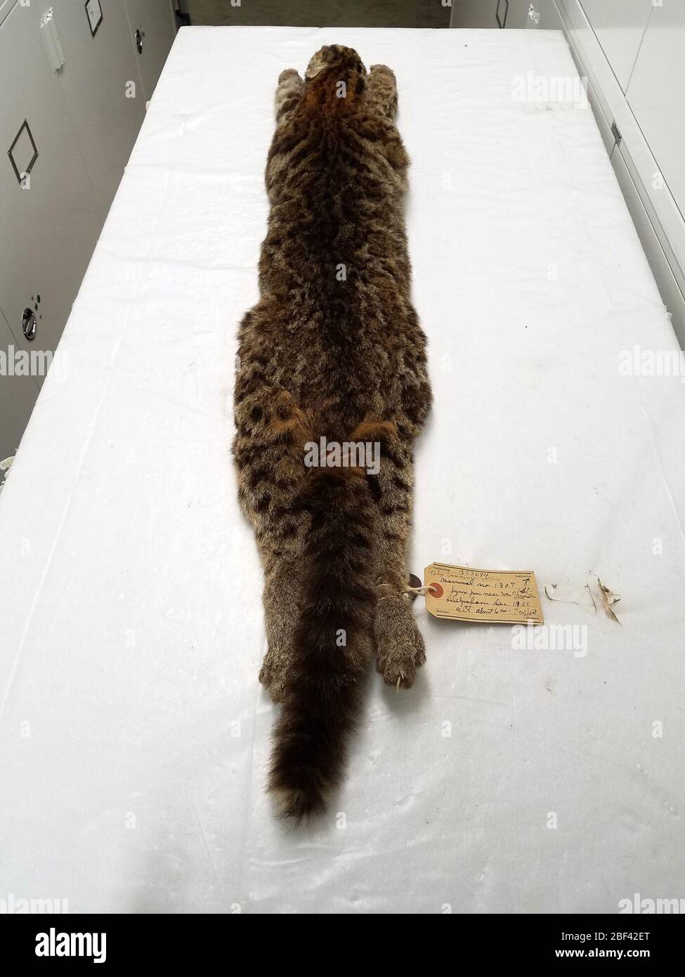 Catopuma temminckii. 10 Aug 20171 Stock Photo - Alamy