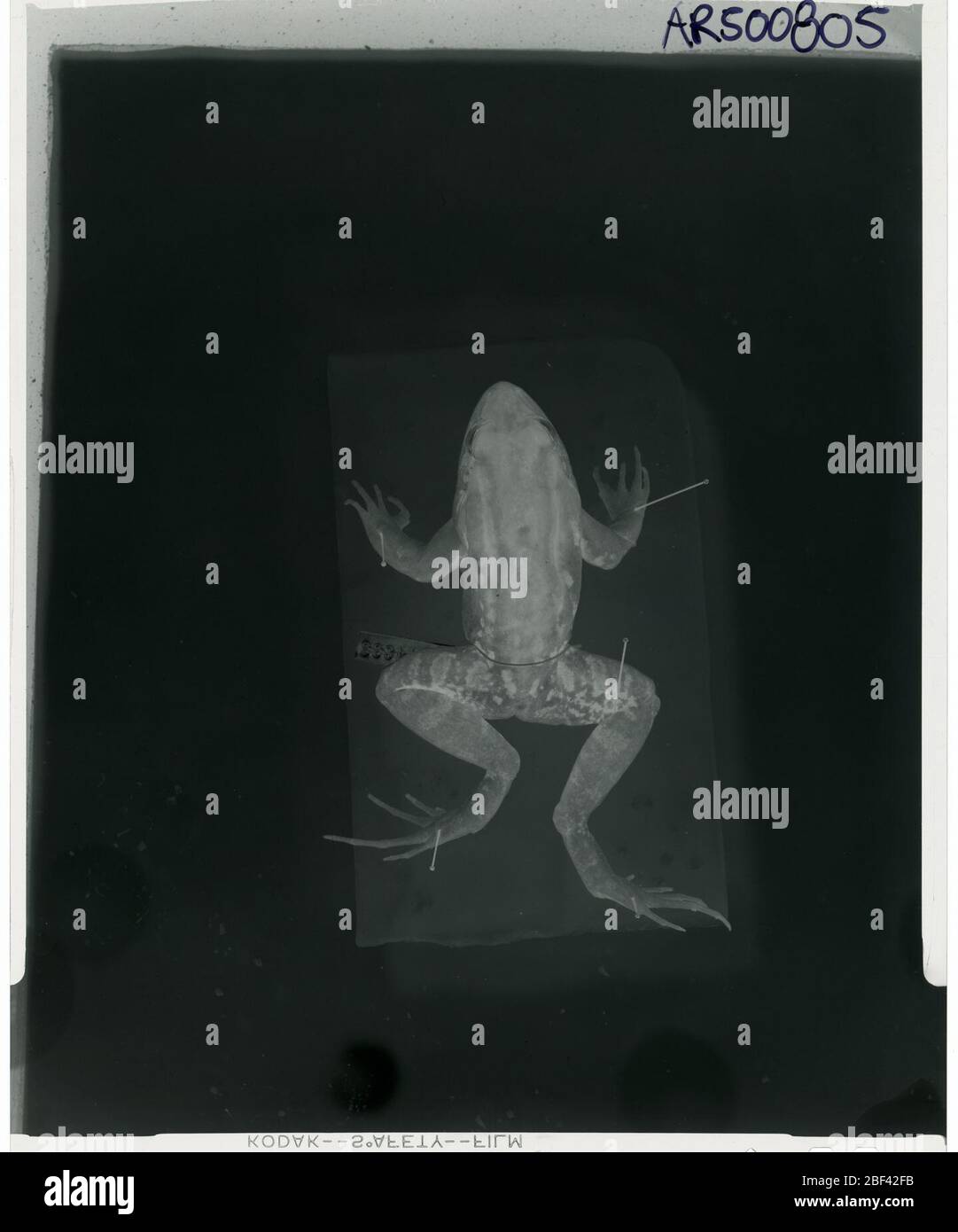 Leptodactylus insularum hi-res stock photography and images - Alamy