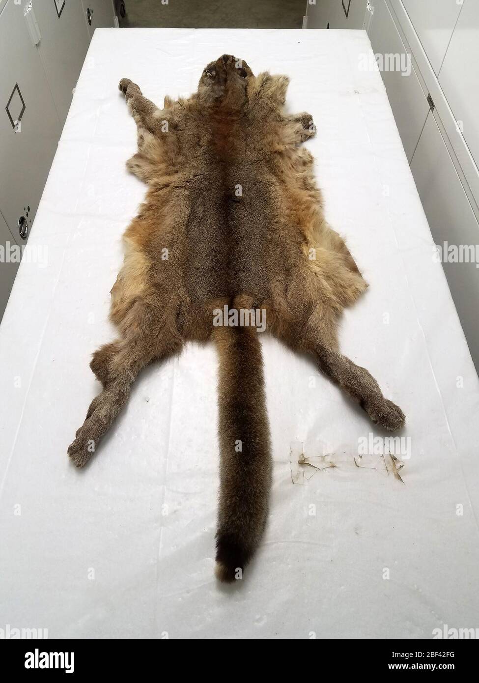 Catopuma temminckii hi-res stock photography and images - Alamy