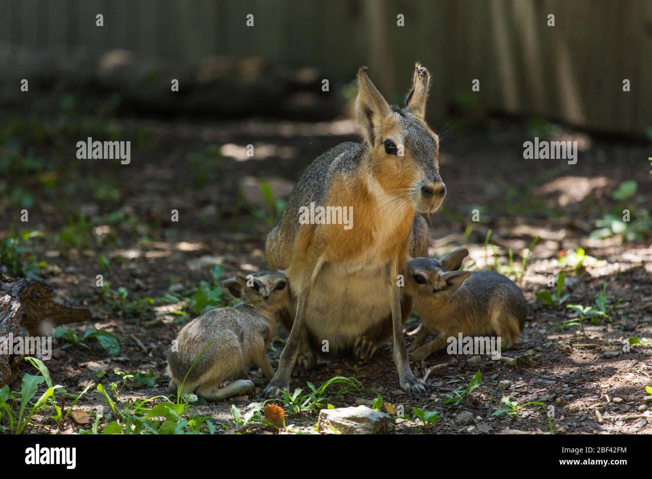 Patagonian Mara. Species: patagonum,Genus: Dolichotis,Family: Cavidae ...