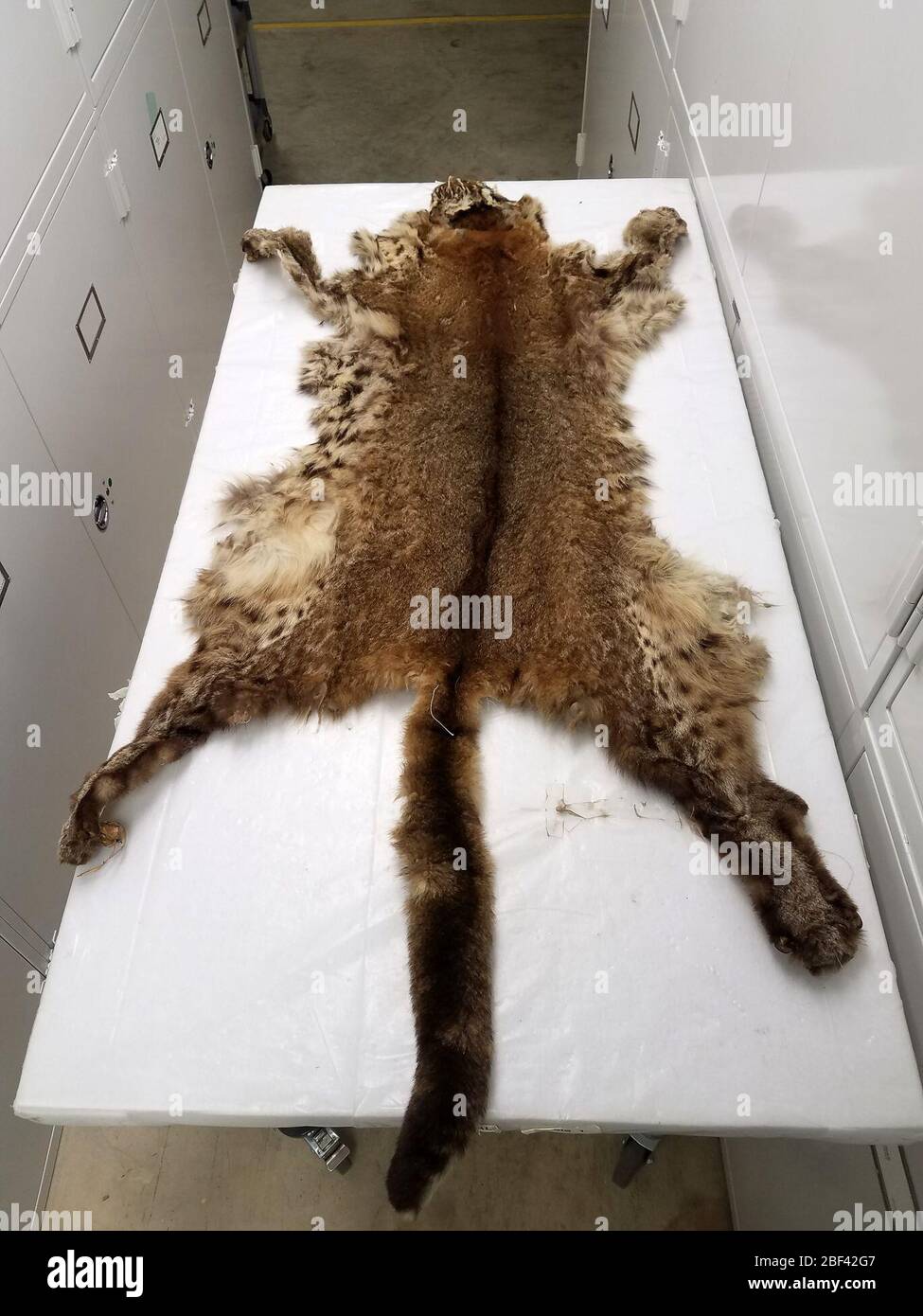 Catopuma temminckii. 10 Aug 20171 Stock Photo - Alamy