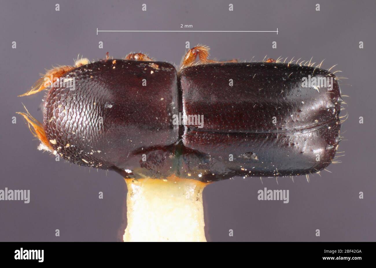 Monarthrum hi-res stock photography and images - Alamy