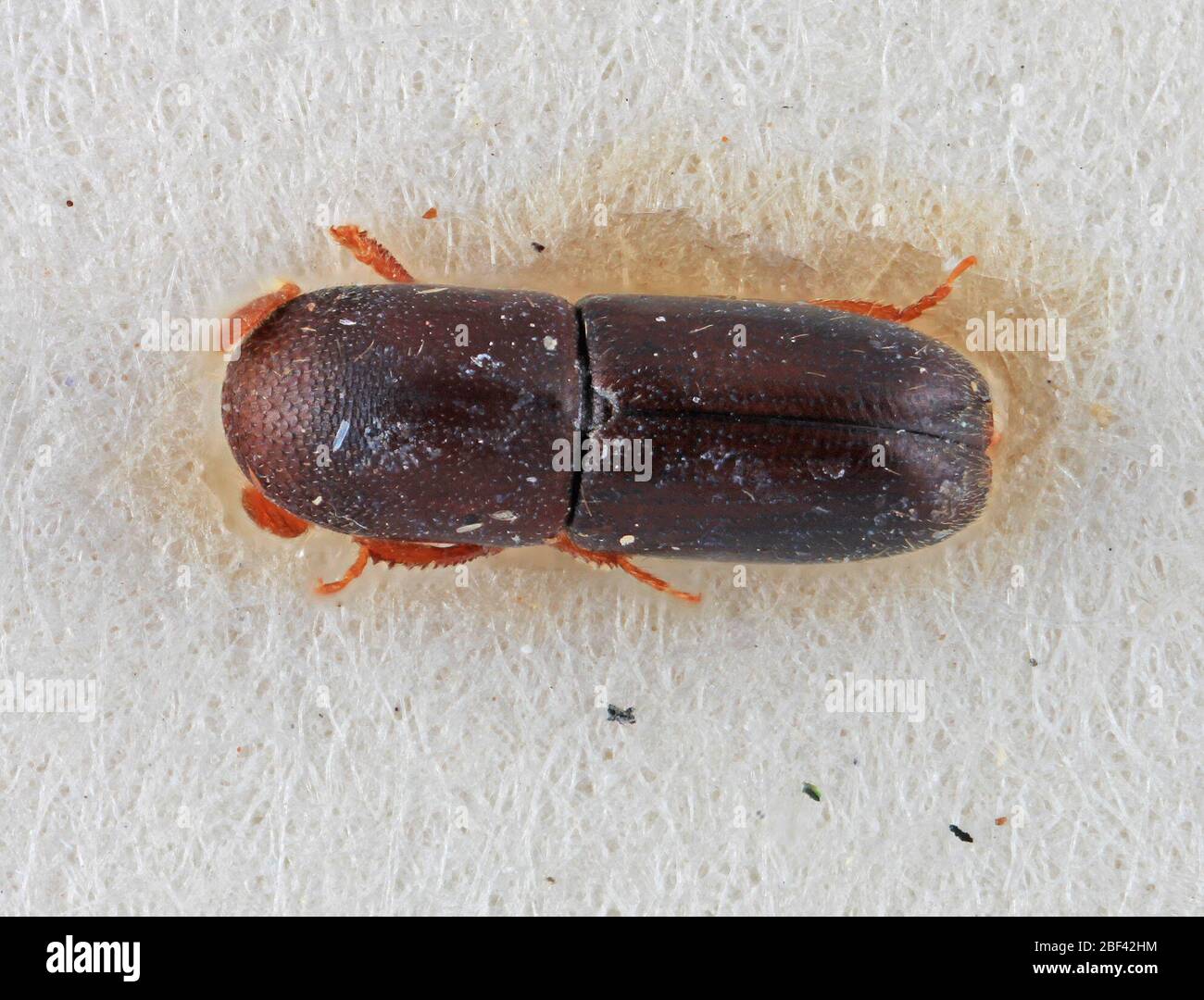 Monarthrum hi-res stock photography and images - Alamy