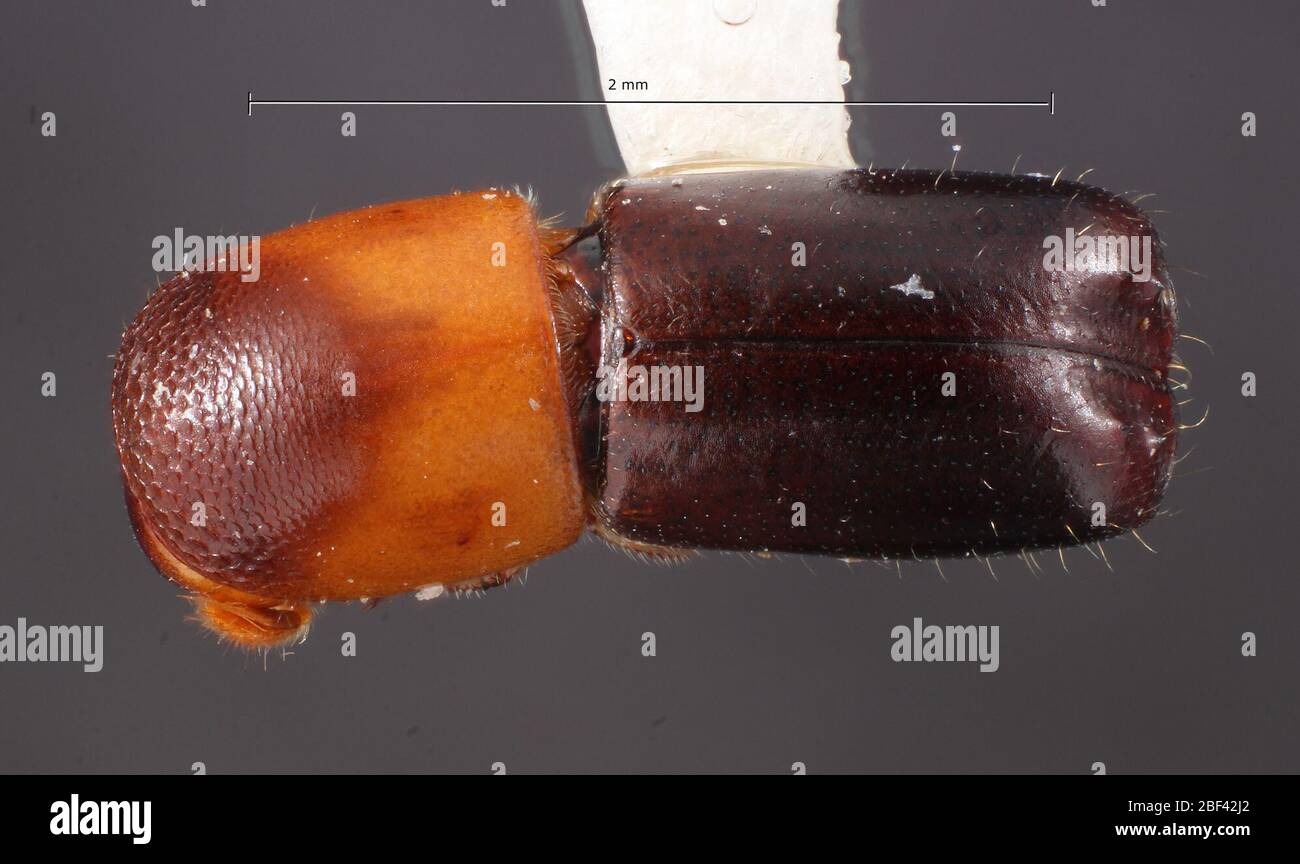 Monarthrum granulosum. tree hole6 Nov 20171 Stock Photo - Alamy