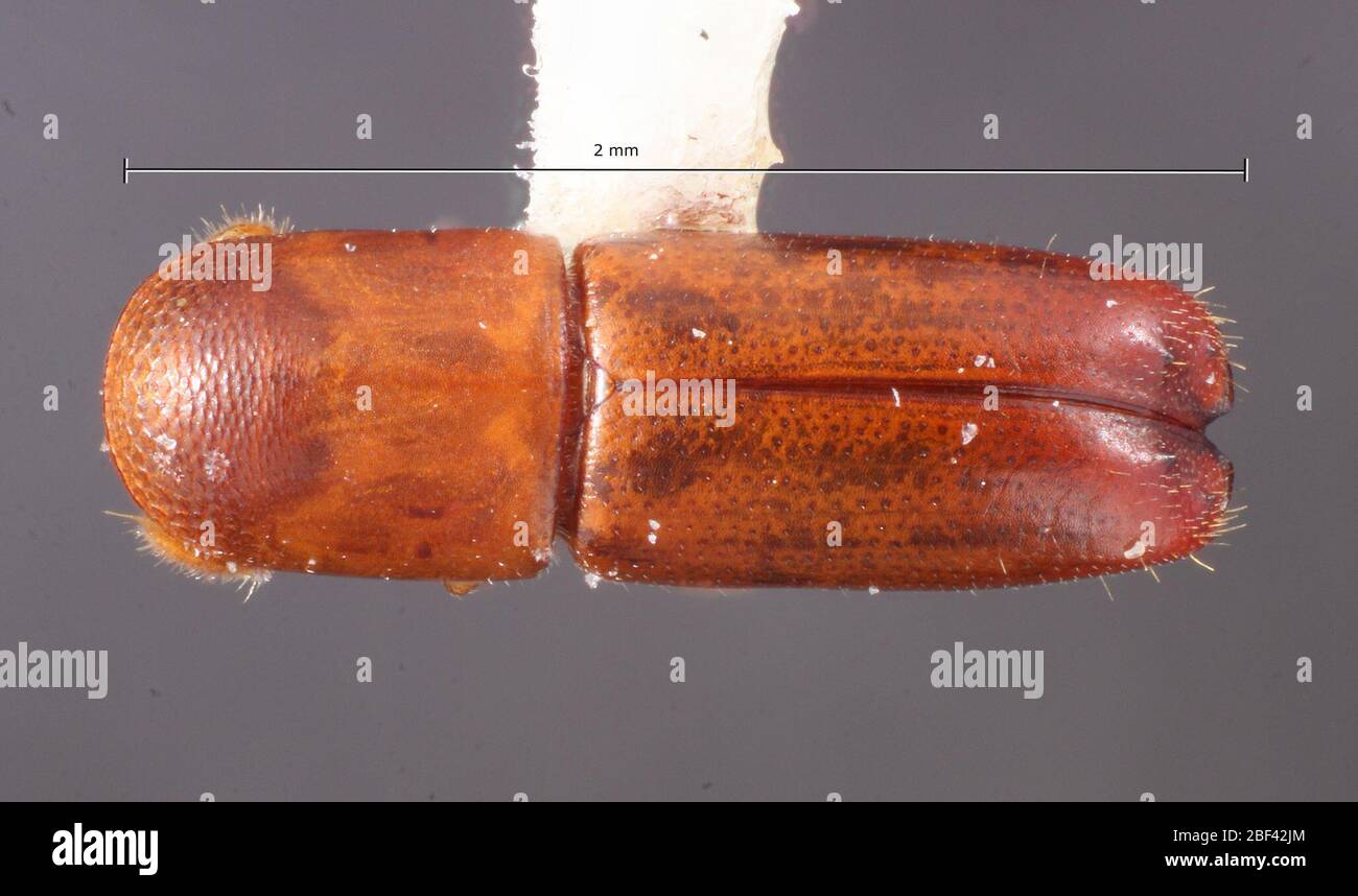 Monarthrum hi-res stock photography and images - Alamy