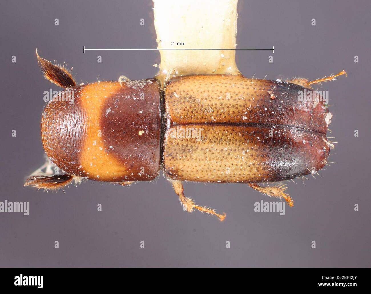 Monarthrum vittatum hi-res stock photography and images - Alamy