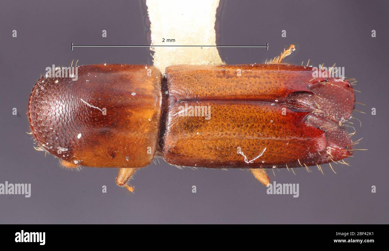 Lobatum hi-res stock photography and images - Alamy