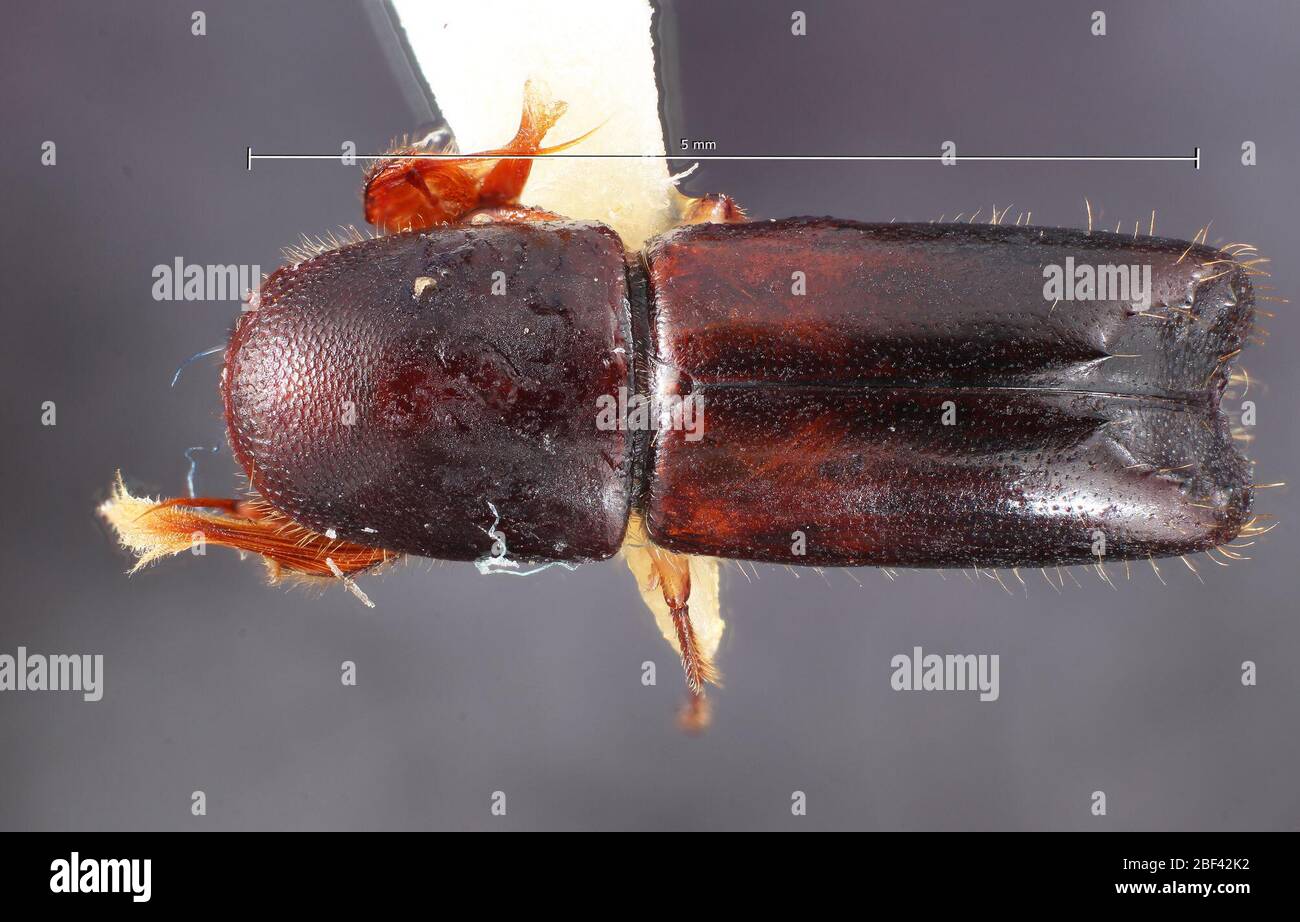 Monarthrum scrobiceps. 6 Nov 20171 Stock Photo - Alamy