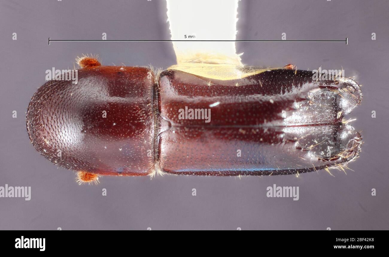 Monarthrum gnarum. 6 Nov 20171 Stock Photo - Alamy