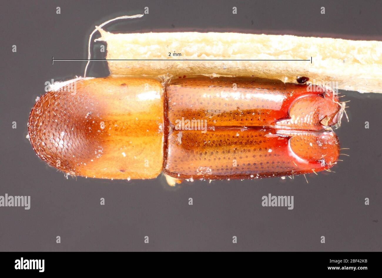 Monarthrum hi-res stock photography and images - Alamy