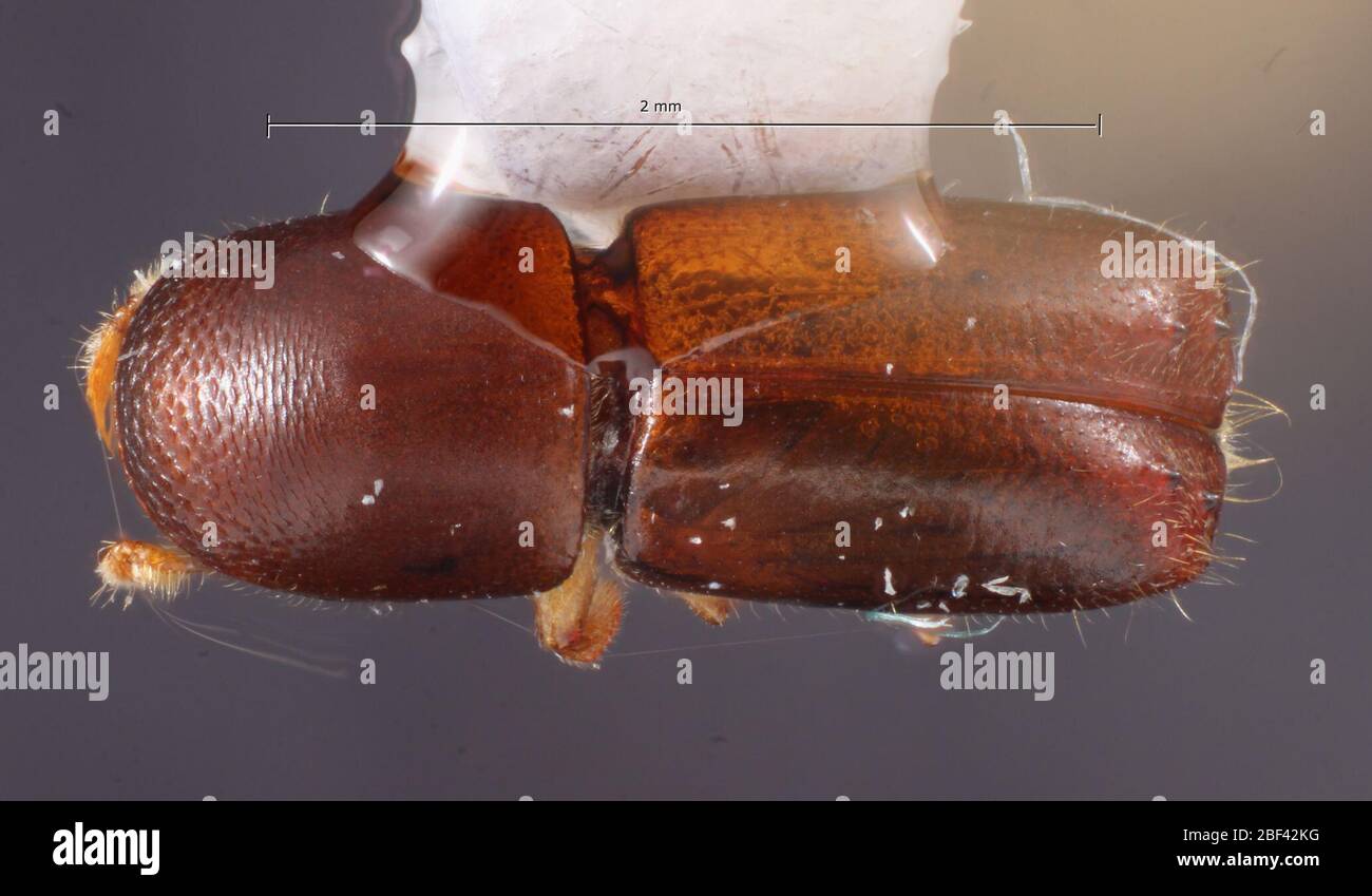 Monarthrum hi-res stock photography and images - Alamy