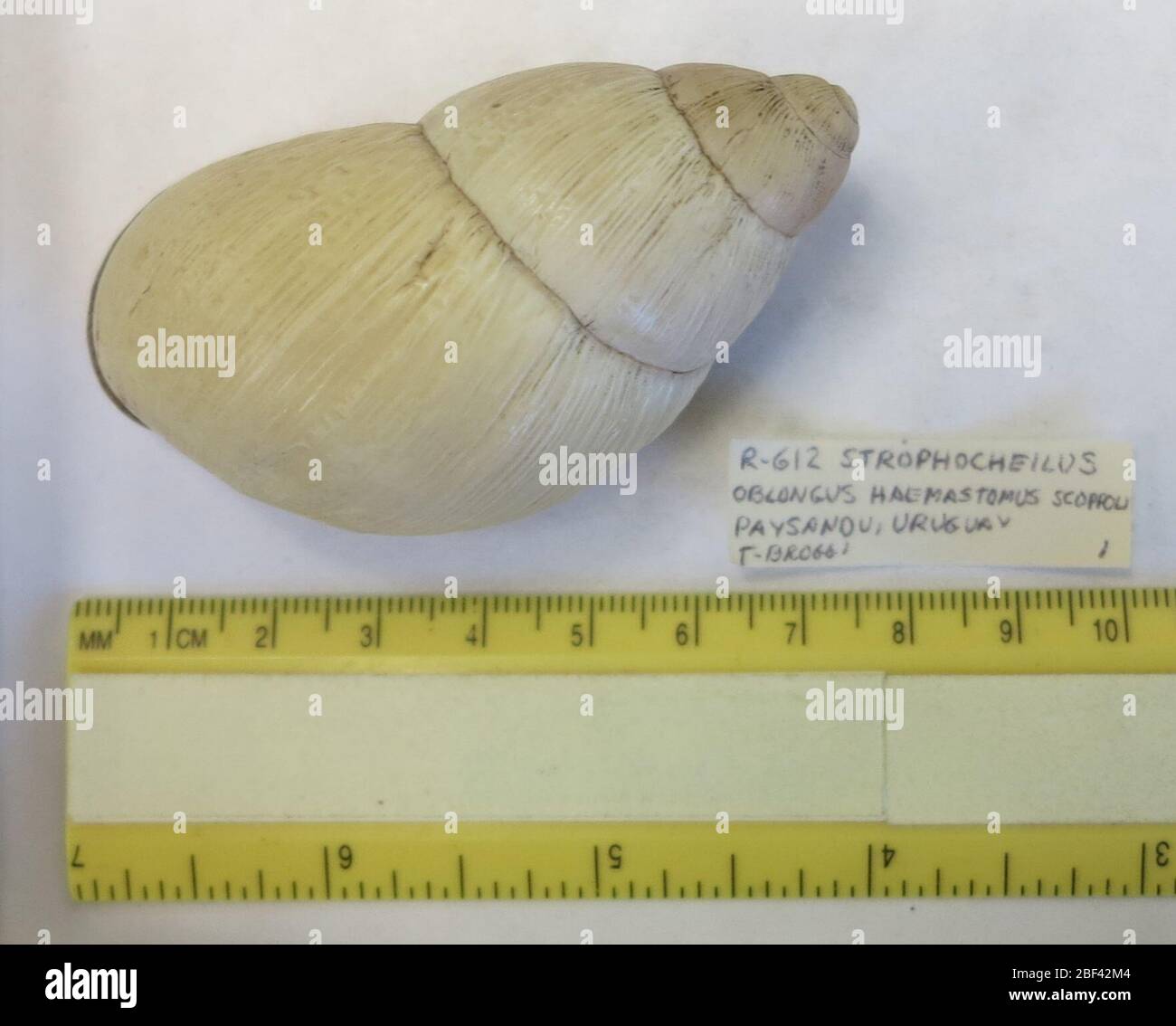 Oblongus hi-res stock photography and images - Alamy