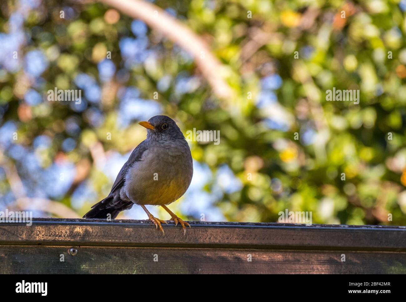 A bird isolated perched on the gutter on a residential home image in ...