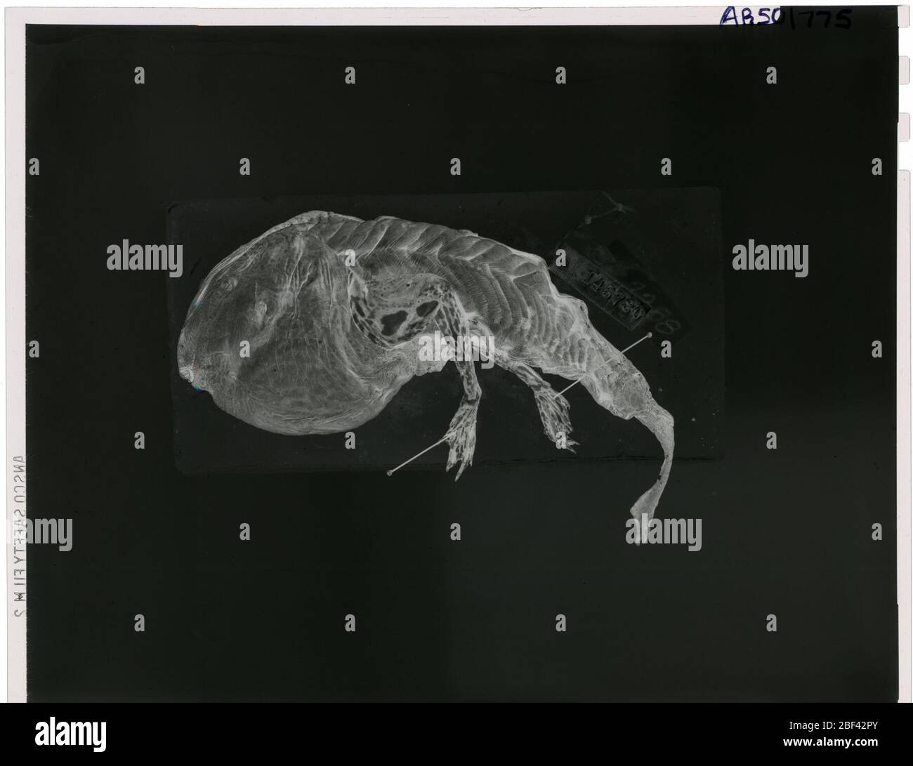 Pseudis paradoxa nicefori. 2 Oct 20181 Stock Photo - Alamy