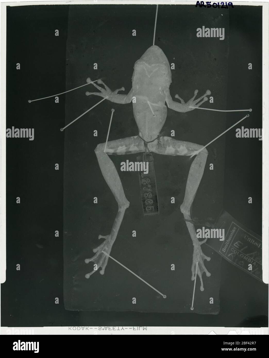 Scinax rostratus. 2 Oct 20181 Stock Photo - Alamy