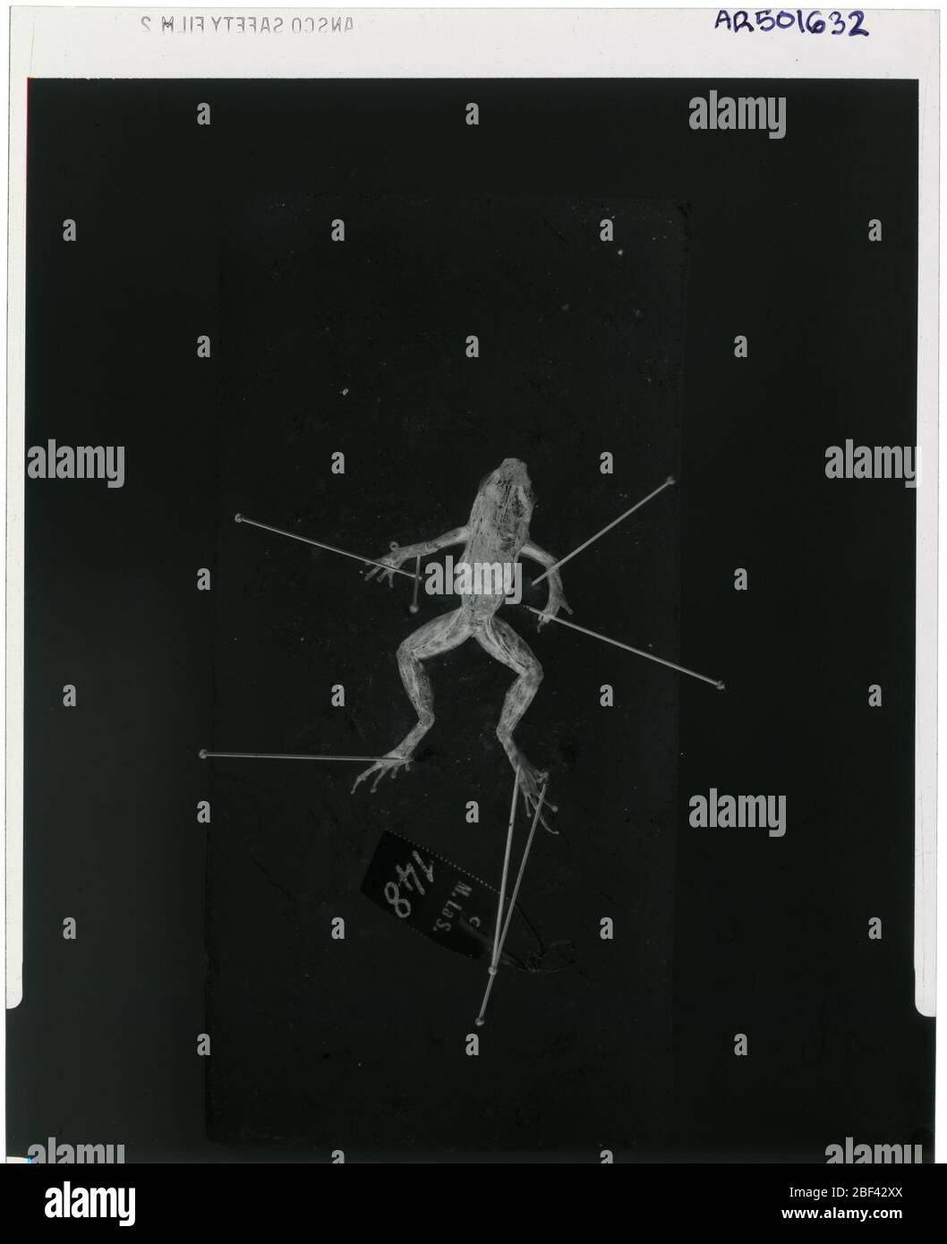 Colostethus inguinalis hi-res stock photography and images - Alamy