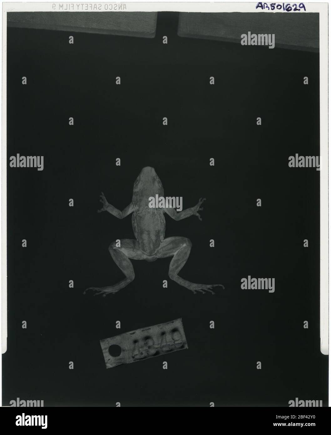 Inguinalis hi-res stock photography and images - Alamy