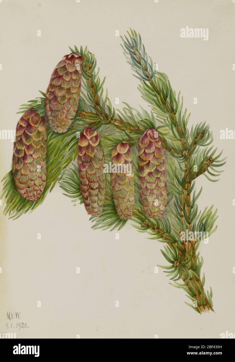 Engelmann spruce tree hi-res stock photography and images - Alamy