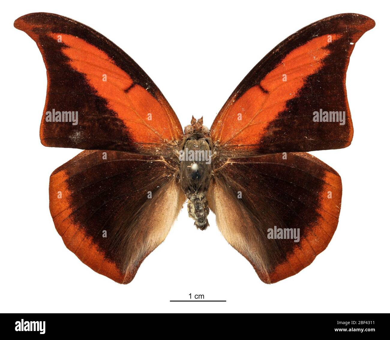 Anaea hi-res stock photography and images - Alamy