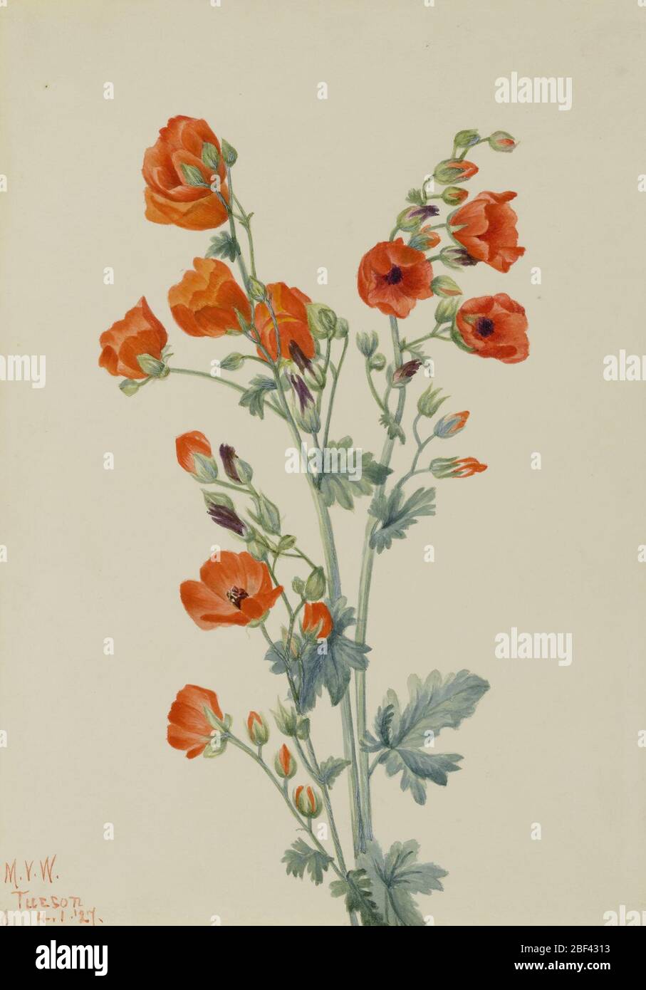 Scarlet Globe Mallow Sphaeralcea grossulariaefolia Stock Photo - Alamy