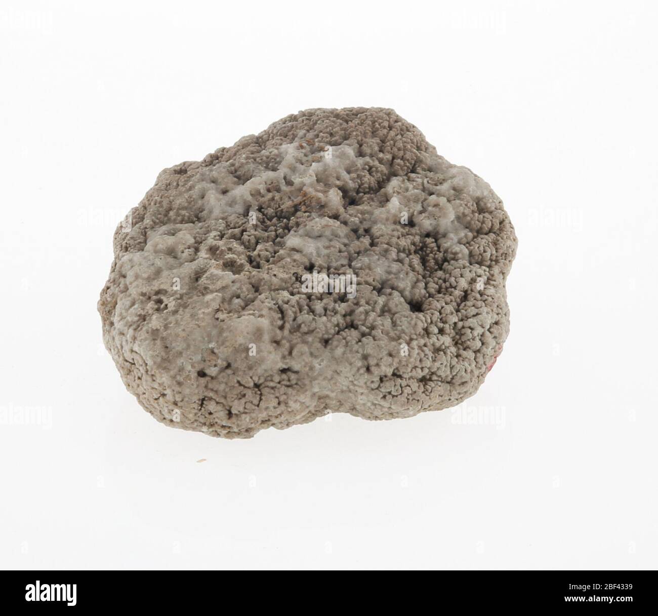 Calcareous Cut Out Stock Images & Pictures - Alamy