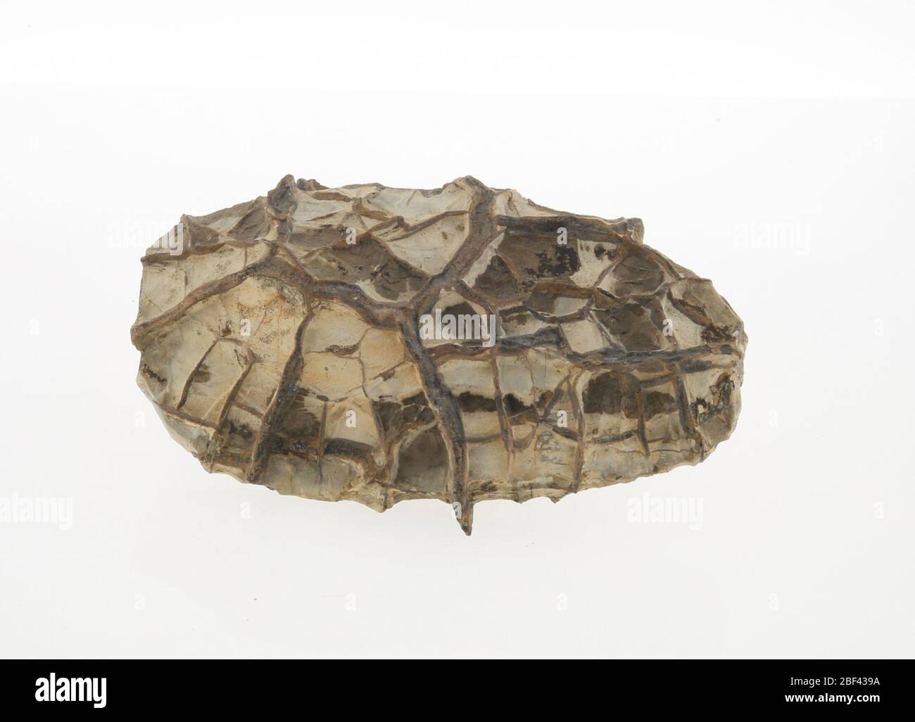 Septarian rock hi-res stock photography and images - Alamy