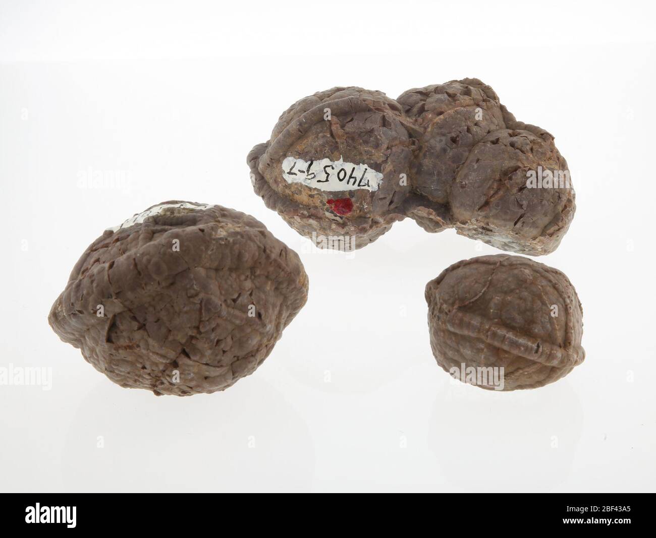 Rhyolite sample hi-res stock photography and images - Alamy