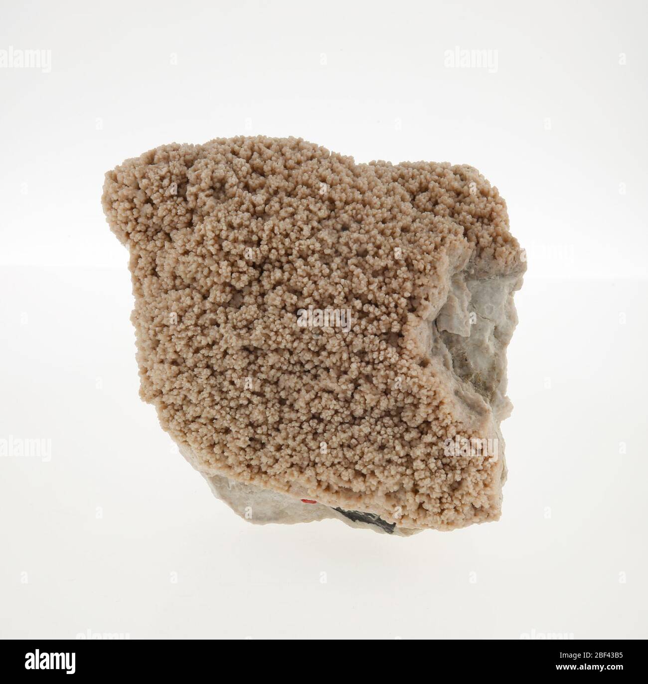 Siliceous hi-res stock photography and images - Alamy