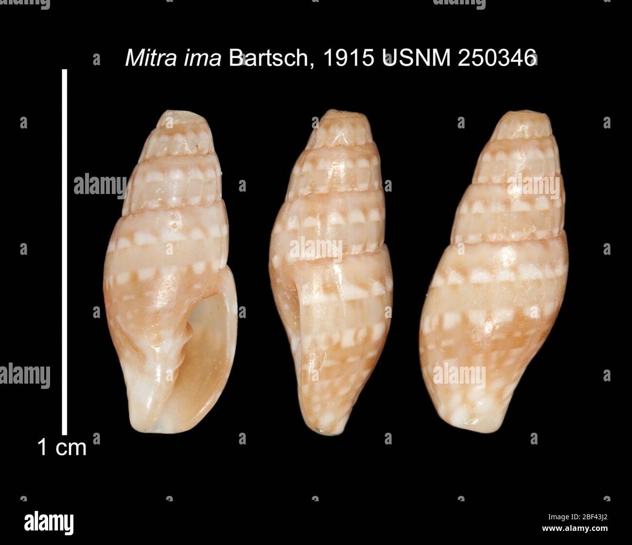Mitra species hi-res stock photography and images - Alamy