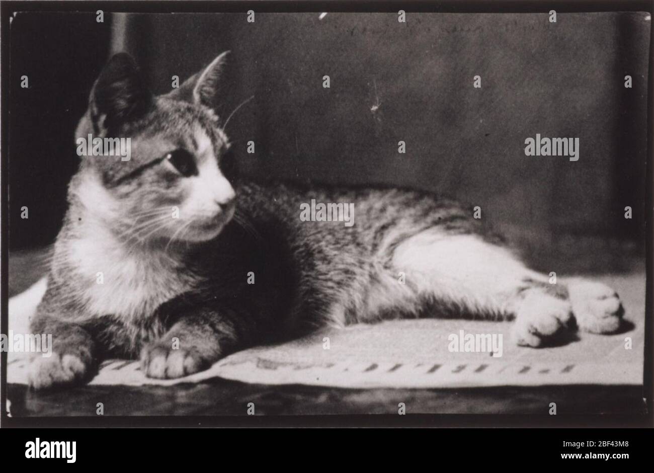 Thomas the cat hi-res stock photography and images - Alamy