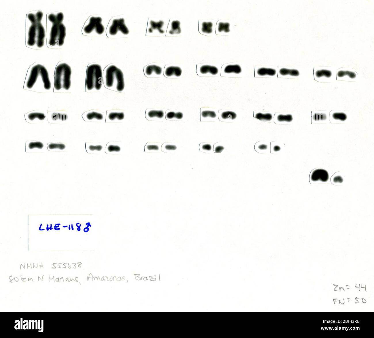 Guyannensis hi-res stock photography and images - Alamy