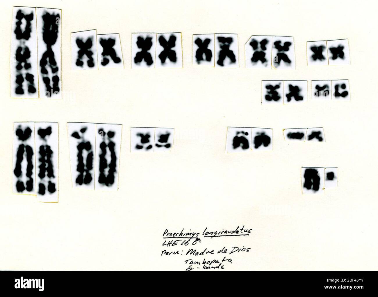 Proechimys brevicauda. 3 Dec 20191 Stock Photo - Alamy